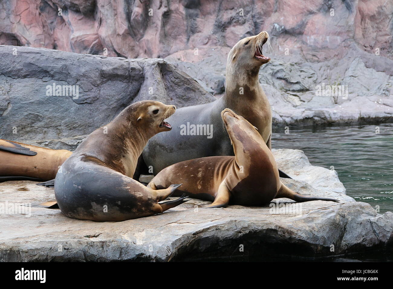 Heuler hi-res stock photography and images - Alamy