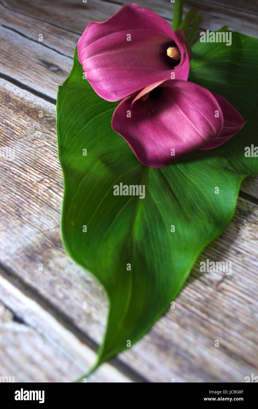 Bunch of flowers cards hi-res stock photography and images - Alamy