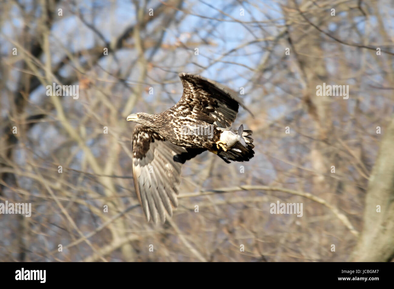 Bald eagle flying through trees hi-res stock photography and images - Alamy