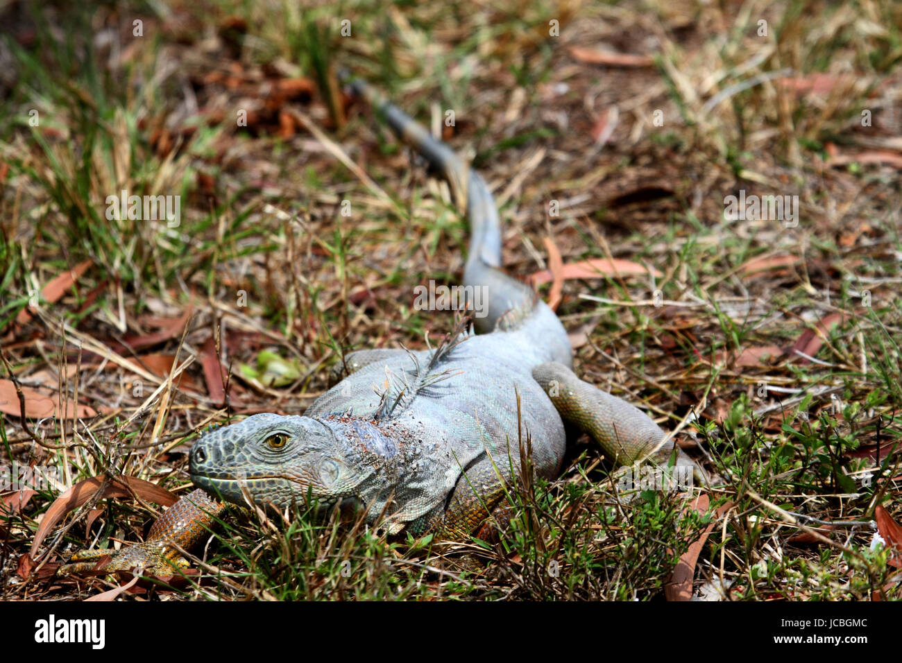 Green Iguana in southern Florida - an invasive species Stock Photo - Alamy