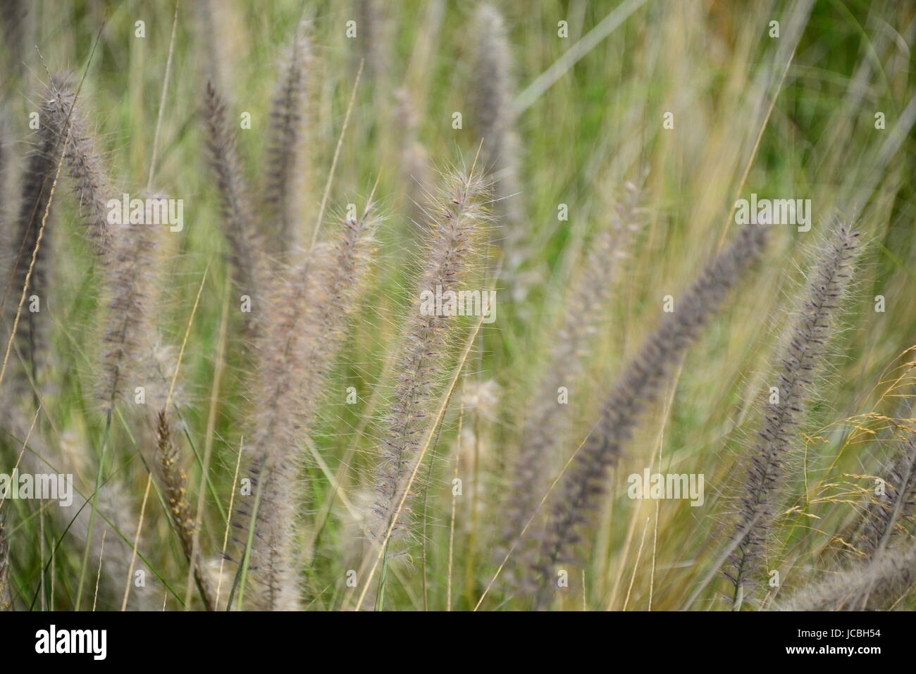 seagrass - grass - spain Stock Photo - Alamy