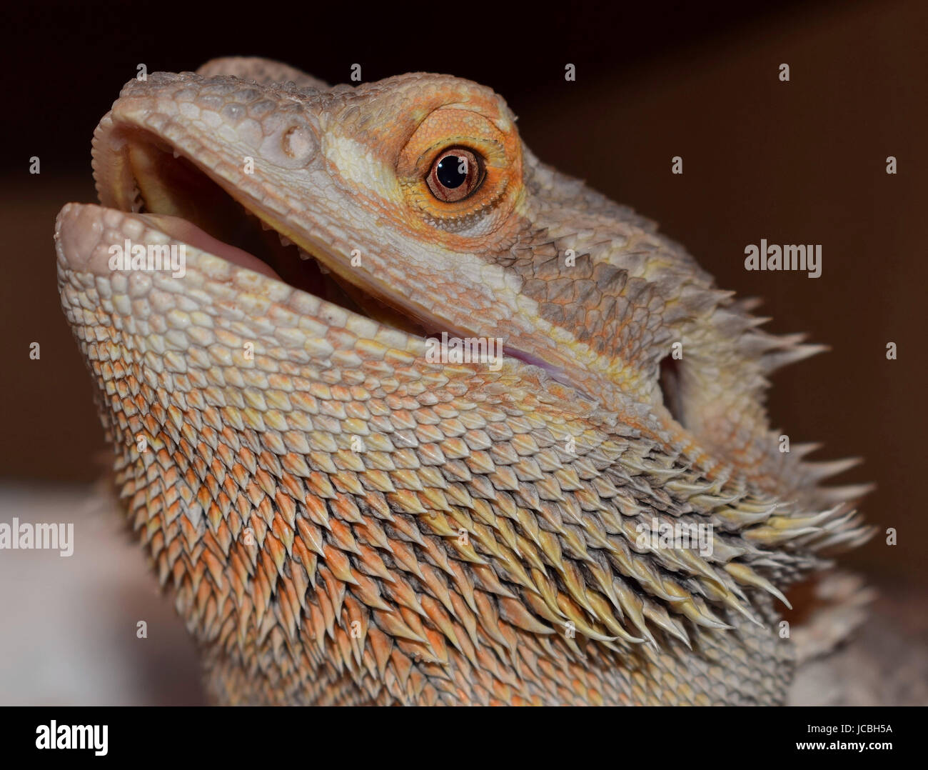 Bearded Dragon Orange