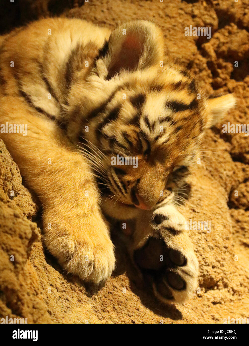 Sleeping Baby Tiger Wallpaper