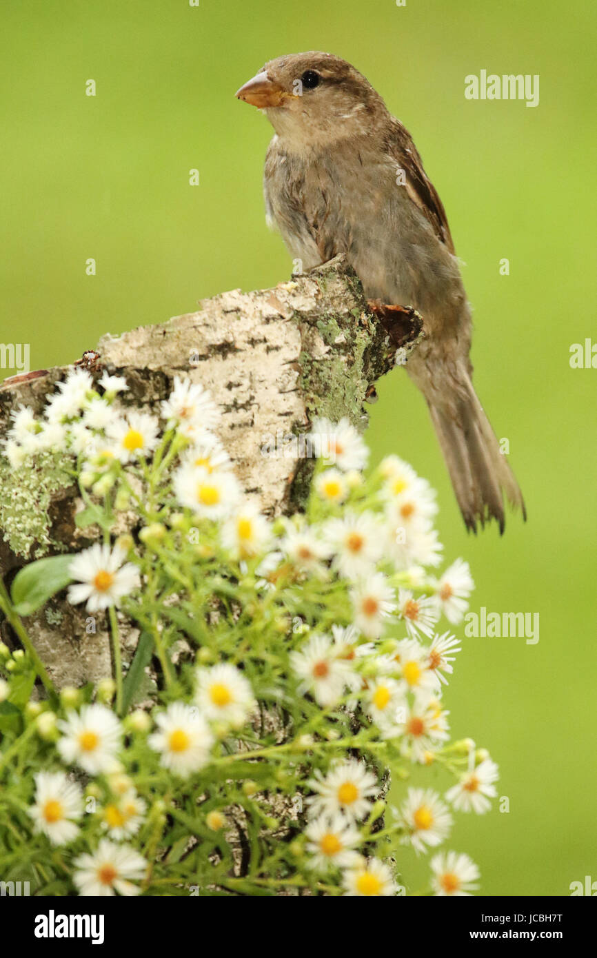 Female english sparrow hi-res stock photography and images - Alamy Female english sparrow hi-res stock photography and images - Alamy