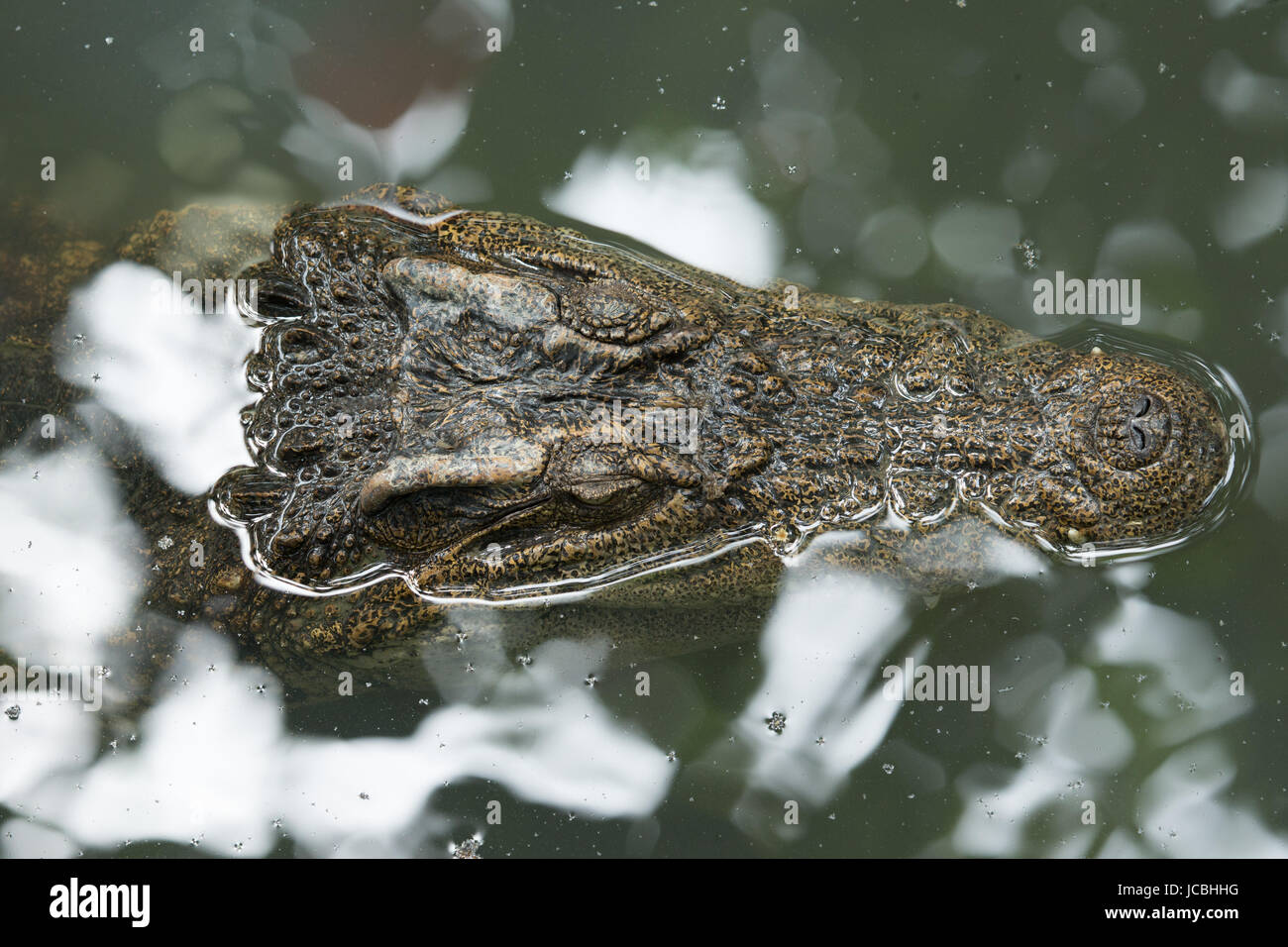 Close up of an Alligator Stock Photo - Alamy