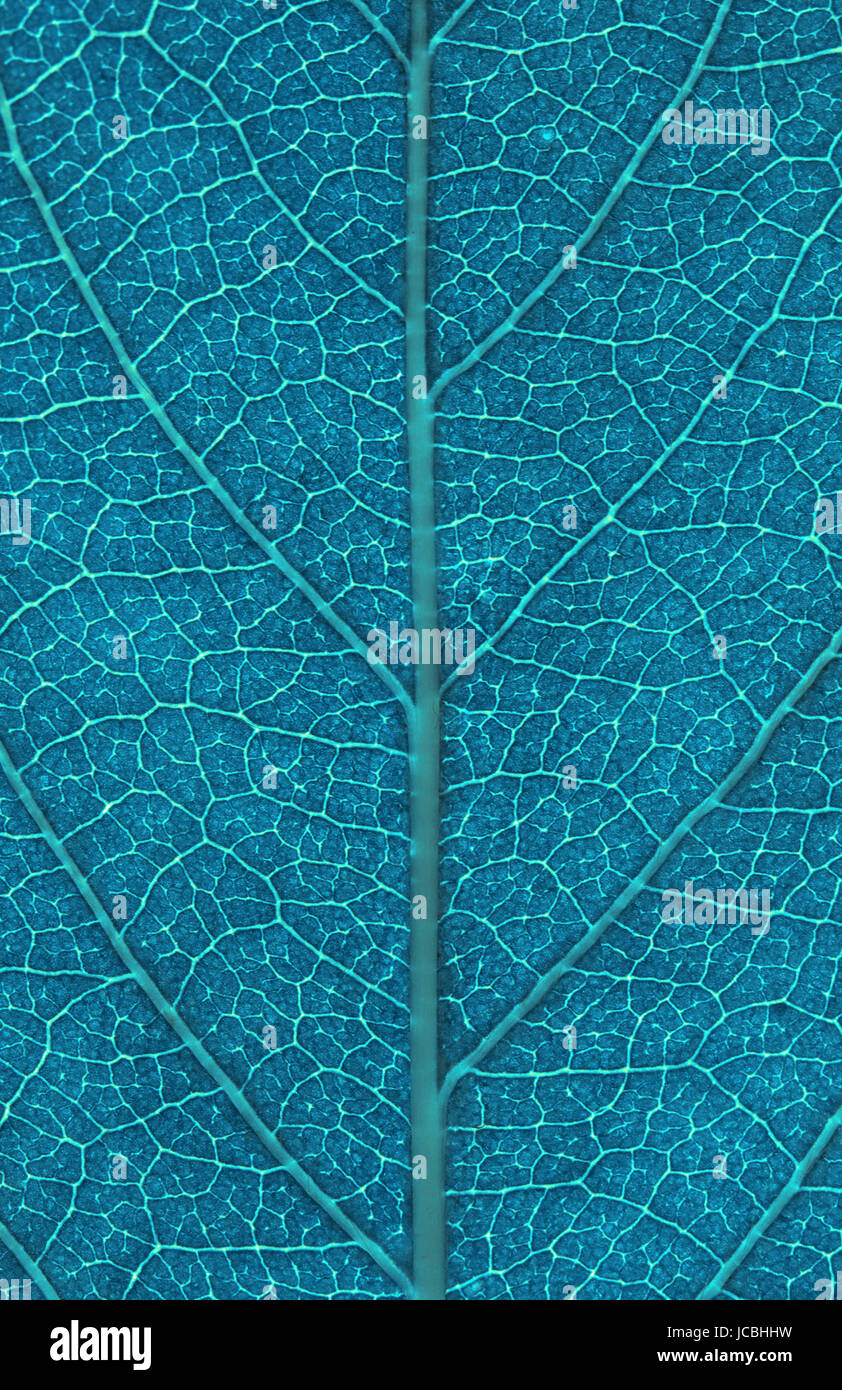 structure of leaf natural background Stock Photo - Alamy