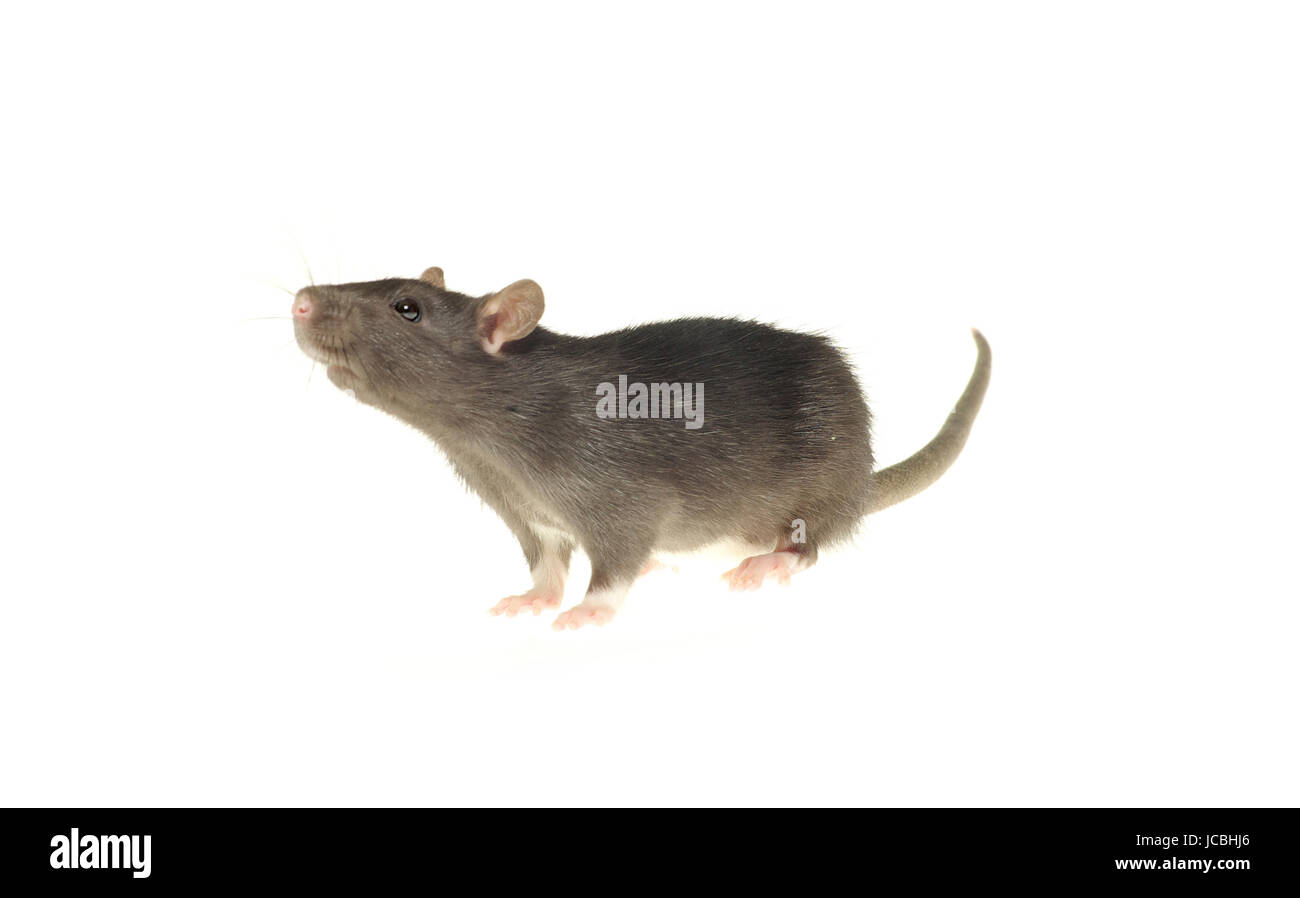grey rat isolated on white background Stock Photo - Alamy