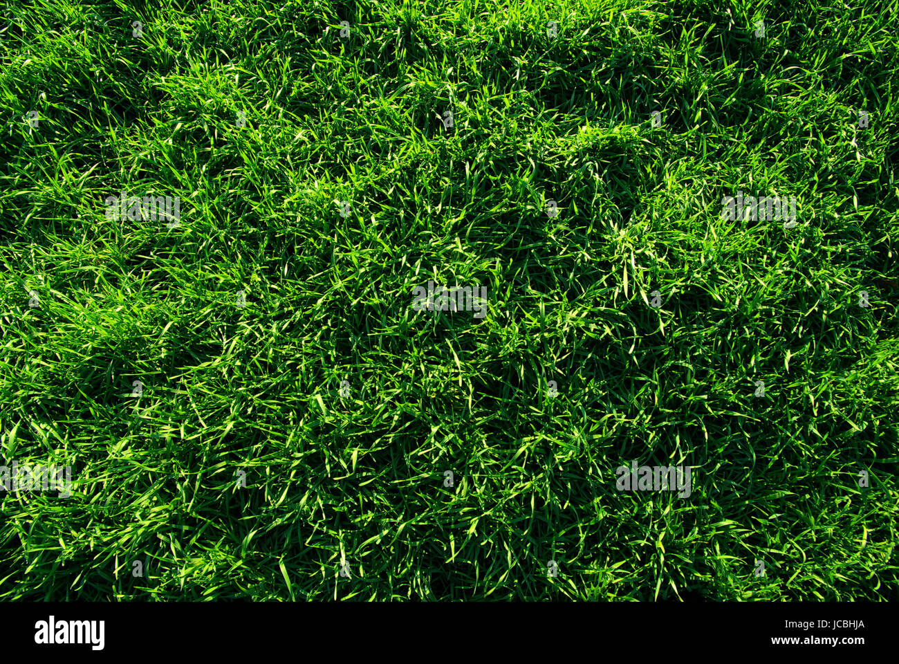 Green grass texture from a field Stock Photo - Alamy