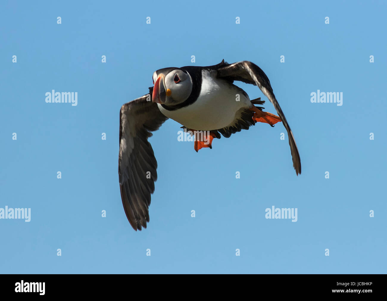Puffin in Flight with Sand Eels Stock Photo - Alamy
