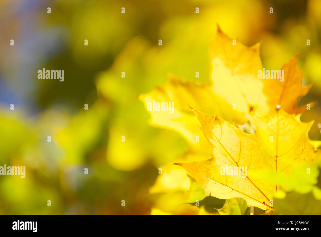 autumn leaves background in a sunny day Stock Photo - Alamy