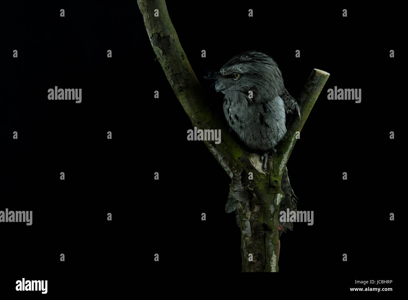 Tawny frogmouth podargus strigoides podargidae High Resolution Stock ...