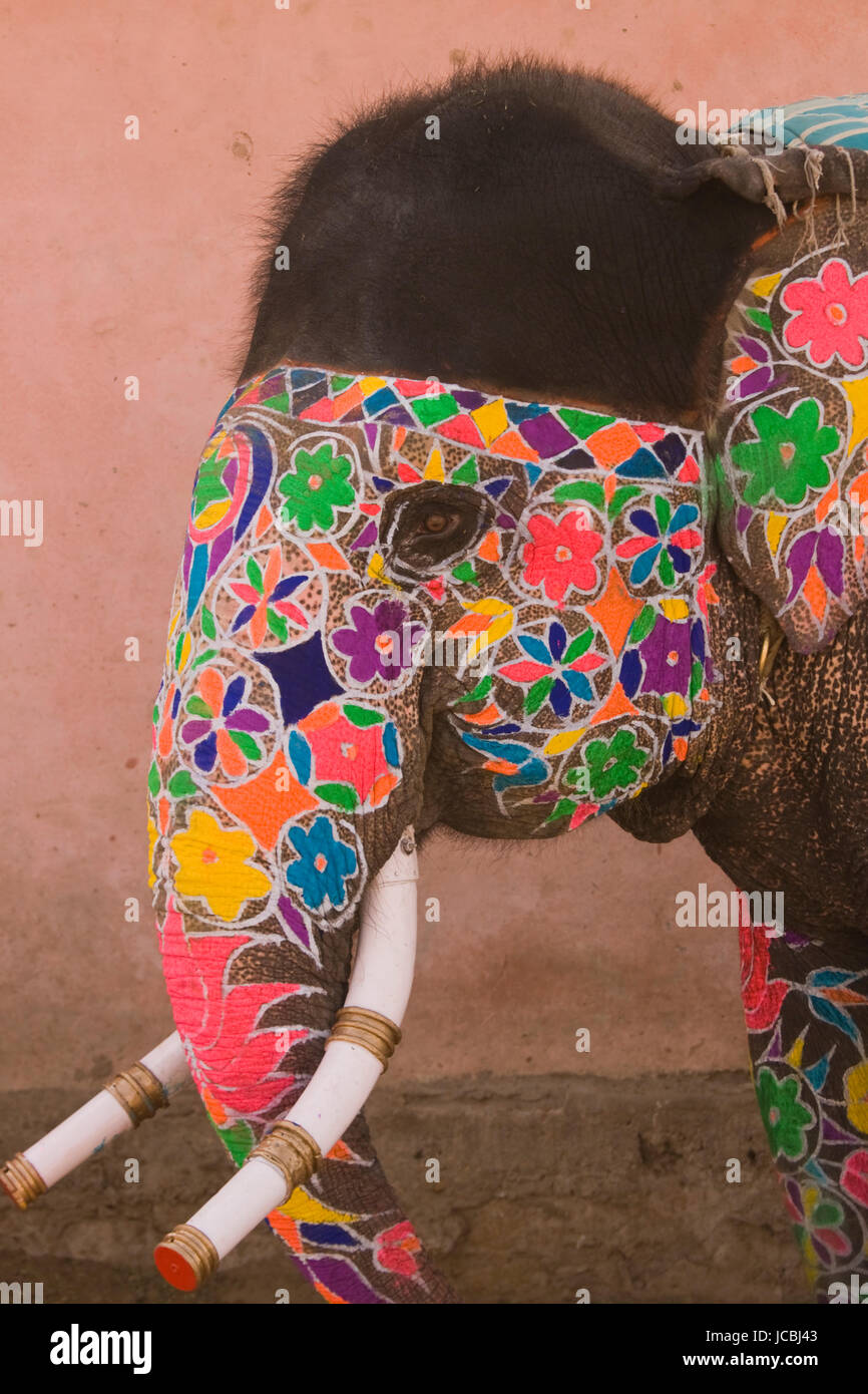 Decorated Indian Elephant (Elephas maximus indicus) at the annual ...