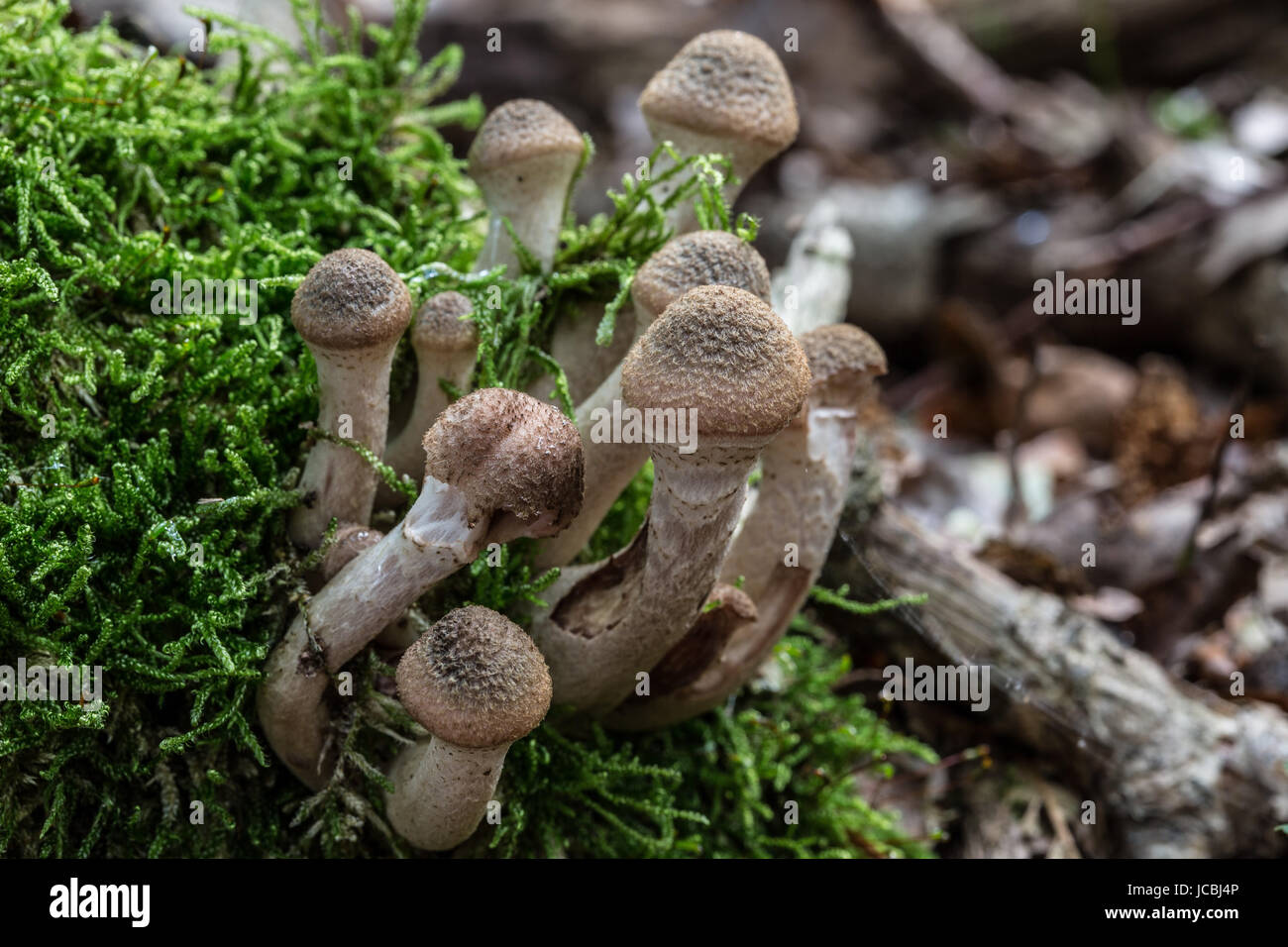 Pilze auf moos hi-res stock photography and images - Alamy