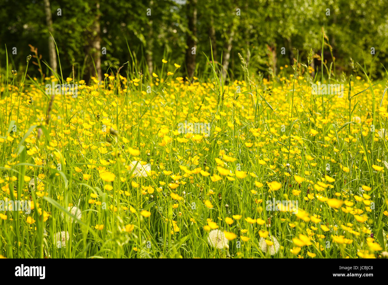A spring meadow background with Dandelion flowers Stock Photo - Alamy