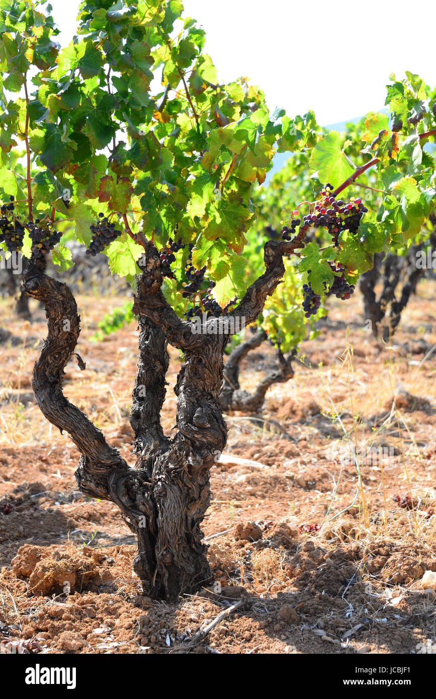 grapes - spain Stock Photo - Alamy
