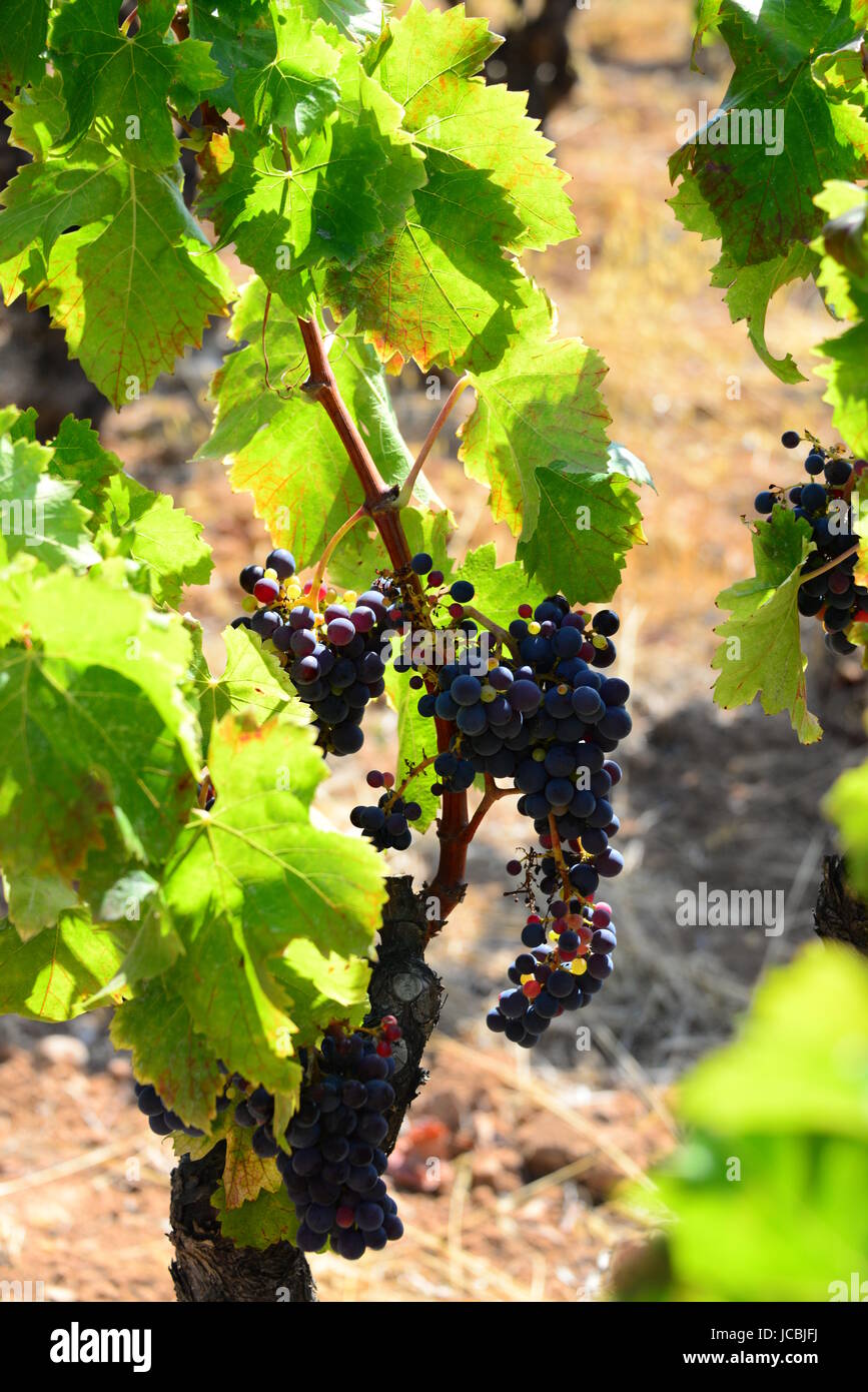 grapes - spain Stock Photo - Alamy