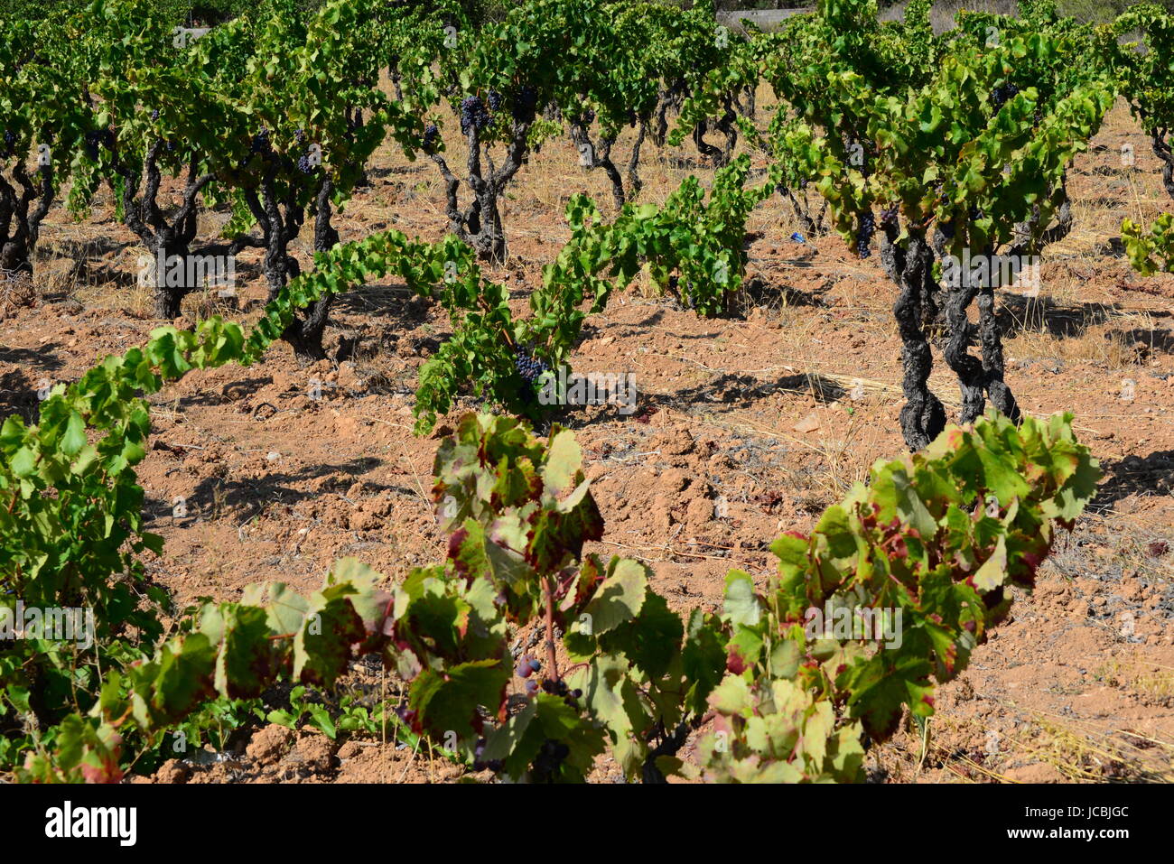 grapes - spain Stock Photo - Alamy