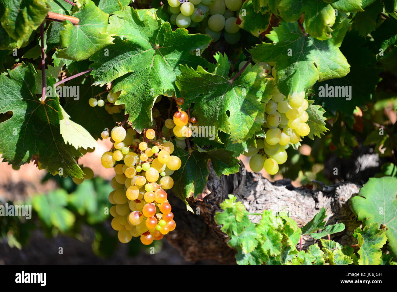 grapes - spain Stock Photo - Alamy