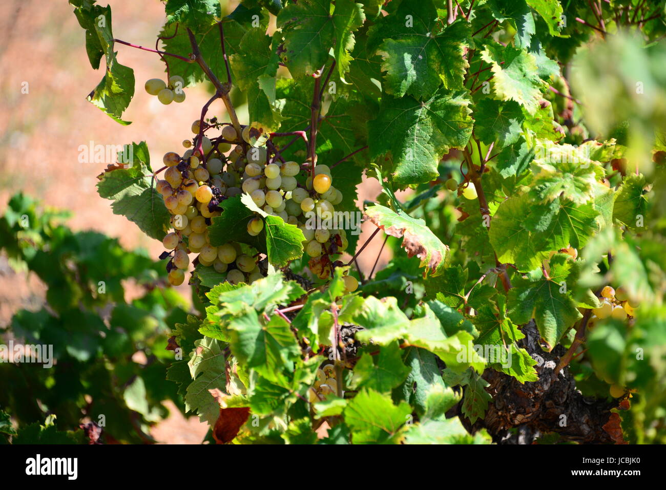 grapes - spain Stock Photo - Alamy