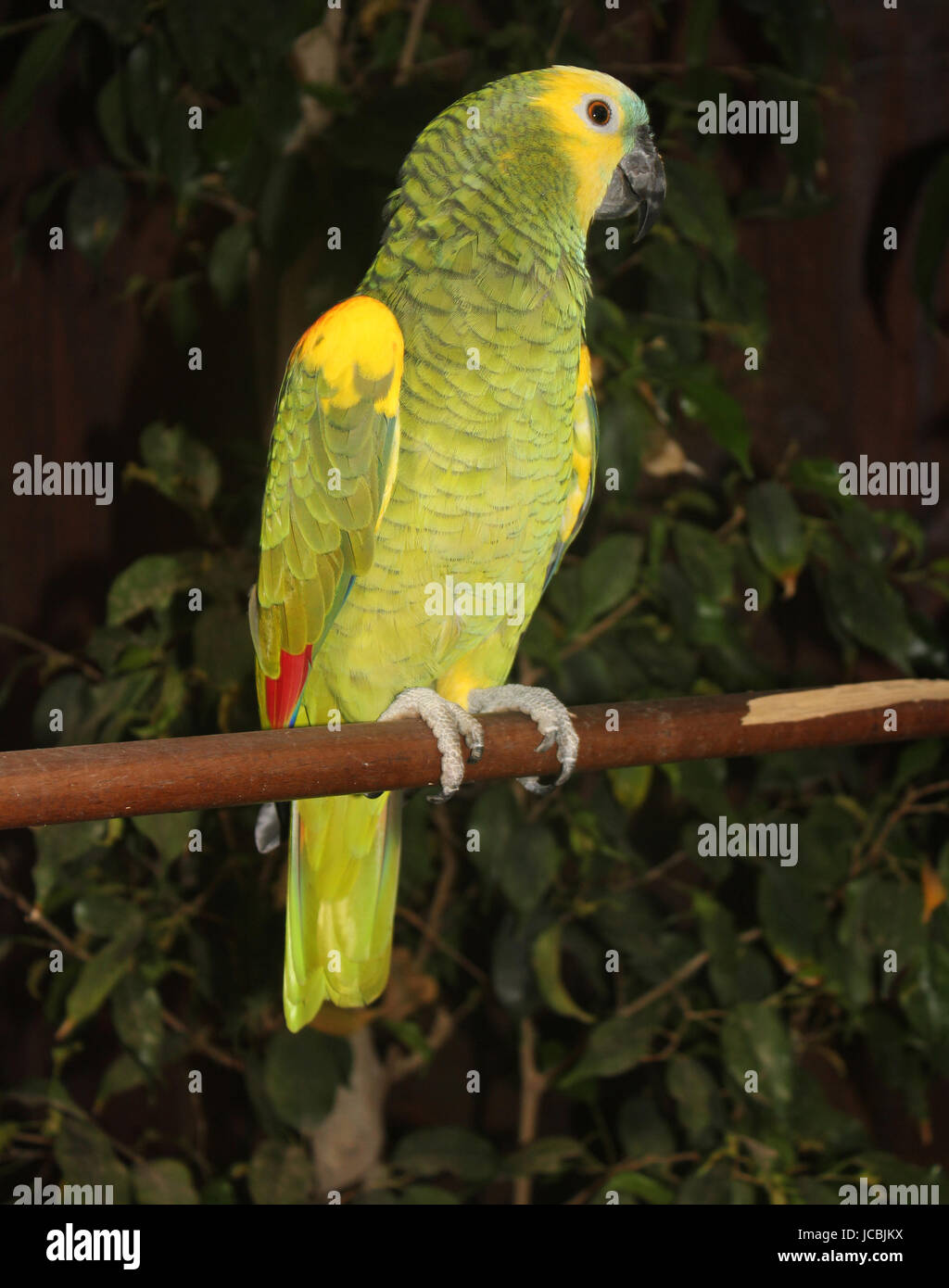Parrott bird hi-res stock photography and images - Alamy