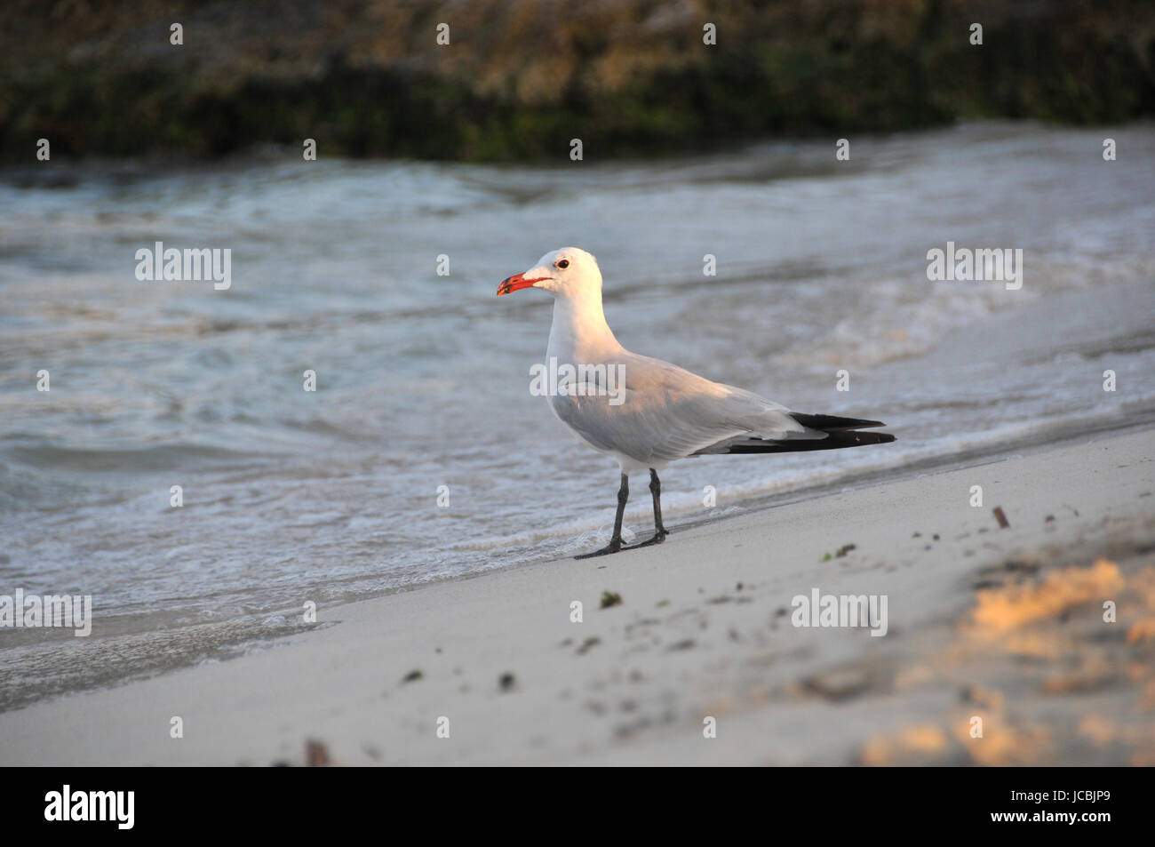 seagull on the beach Stock Photo - Alamy