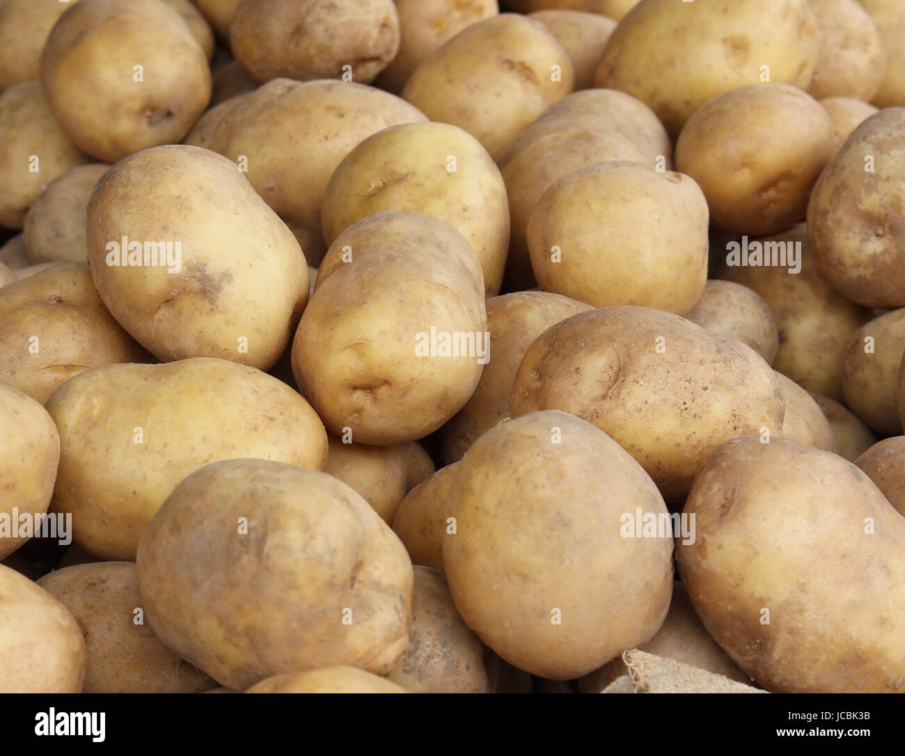 Large pile of big white raw potatoes Stock Photo - Alamy