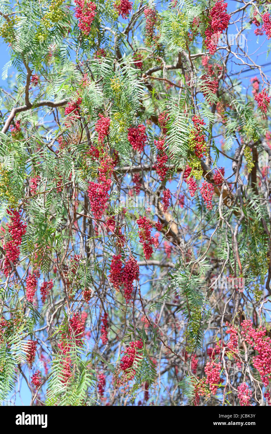red pepper tree - spain Stock Photo - Alamy