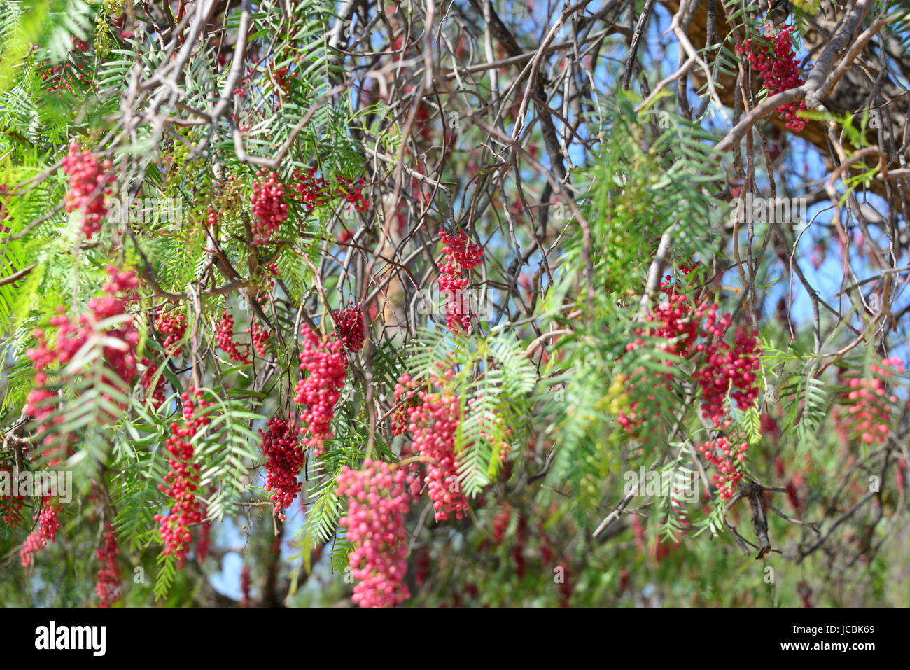 red pepper tree Stock Photo - Alamy