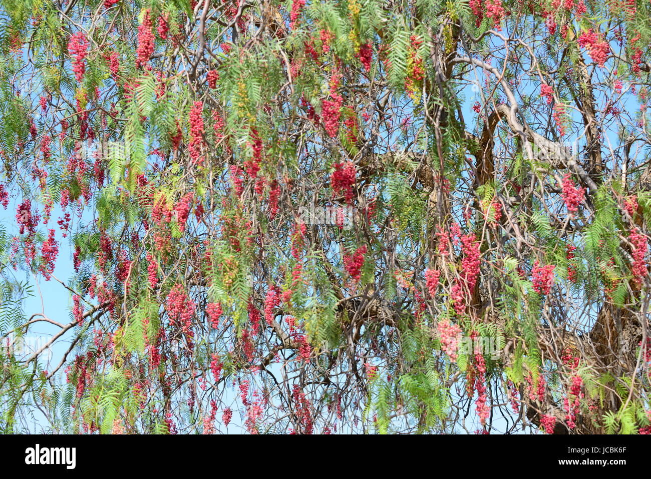 red pepper tree Stock Photo - Alamy