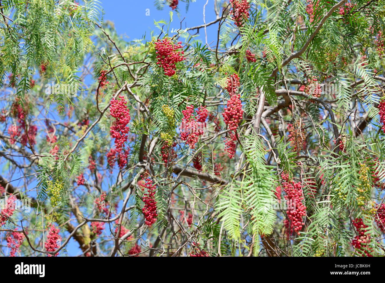 red pepper tree Stock Photo - Alamy