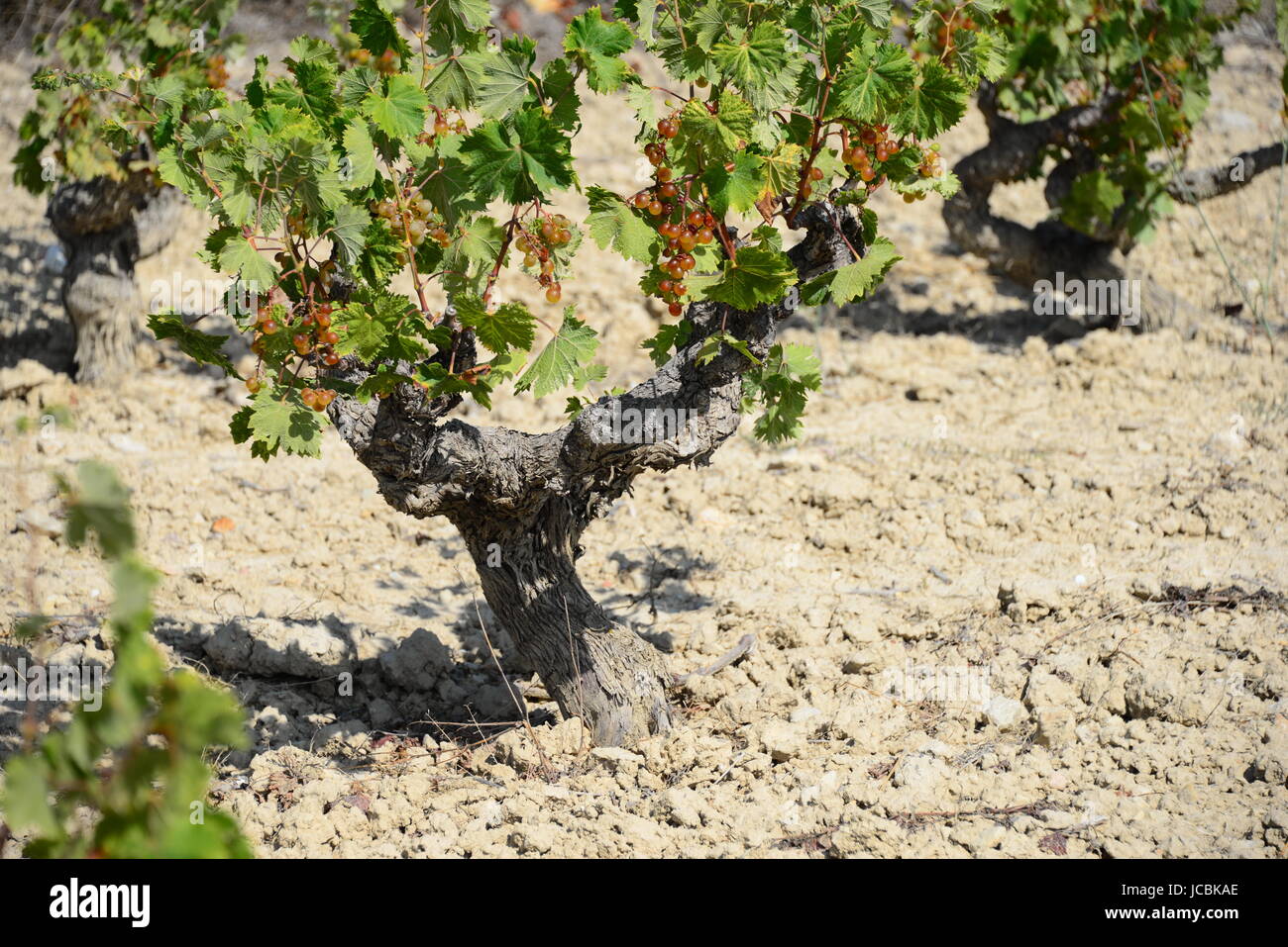 vines at grapevine - spain Stock Photo - Alamy
