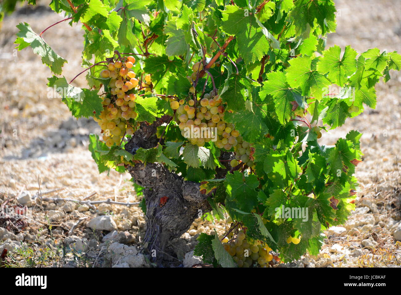 vines at grapevine - spain Stock Photo - Alamy
