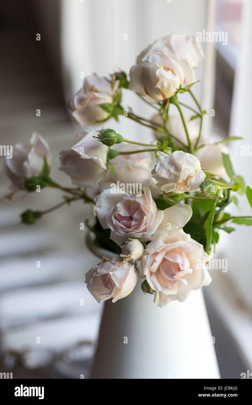 June pink roses Stock Photo - Alamy