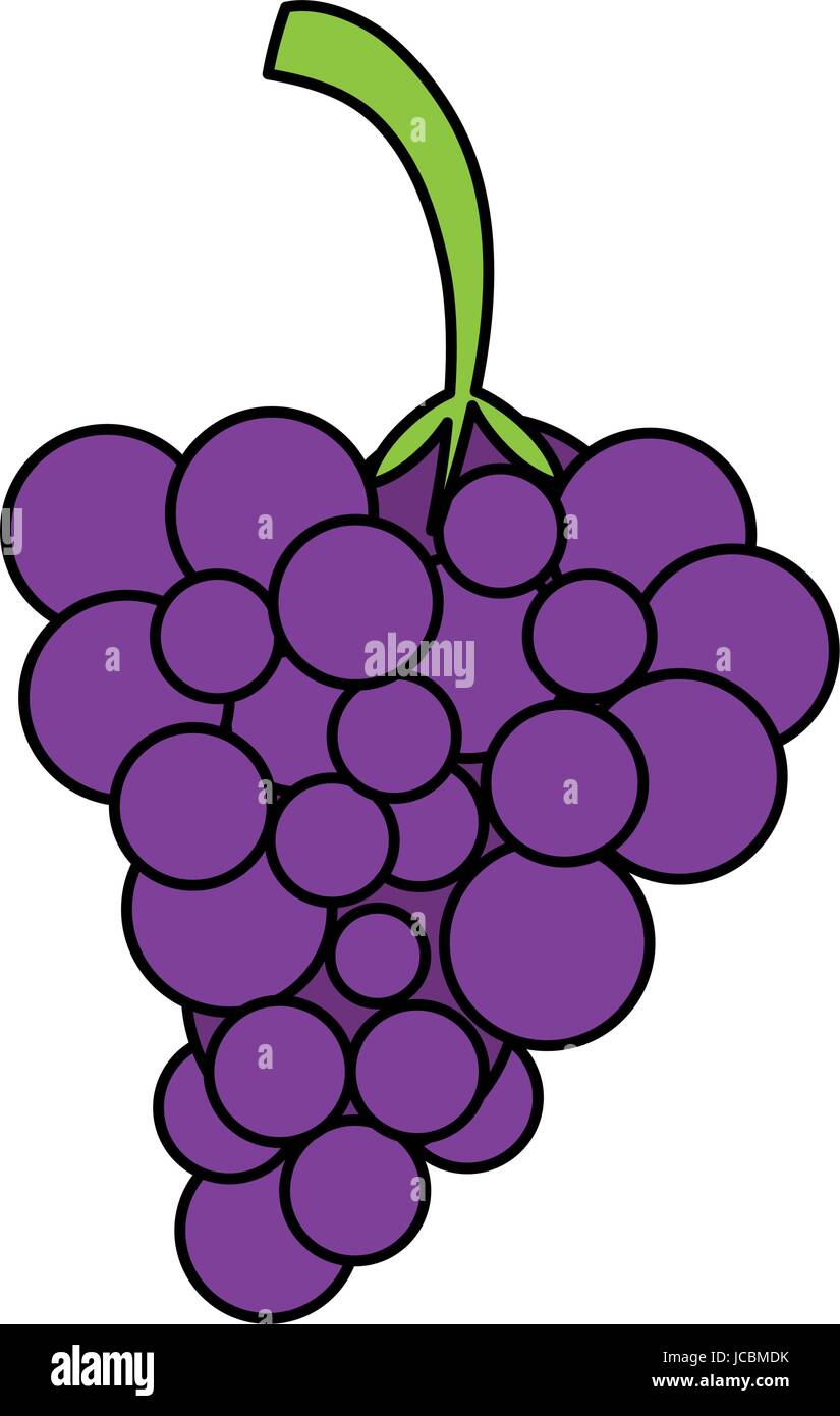 Sweet fruit grapes Stock Vector Image & Art - Alamy