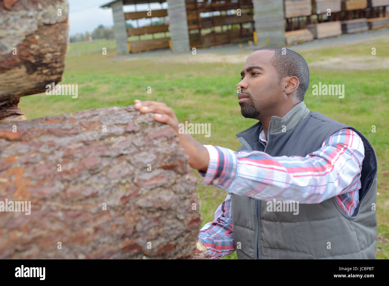 lumberjack checking if wood trunk is ready for lumbermill Stock Photo ...