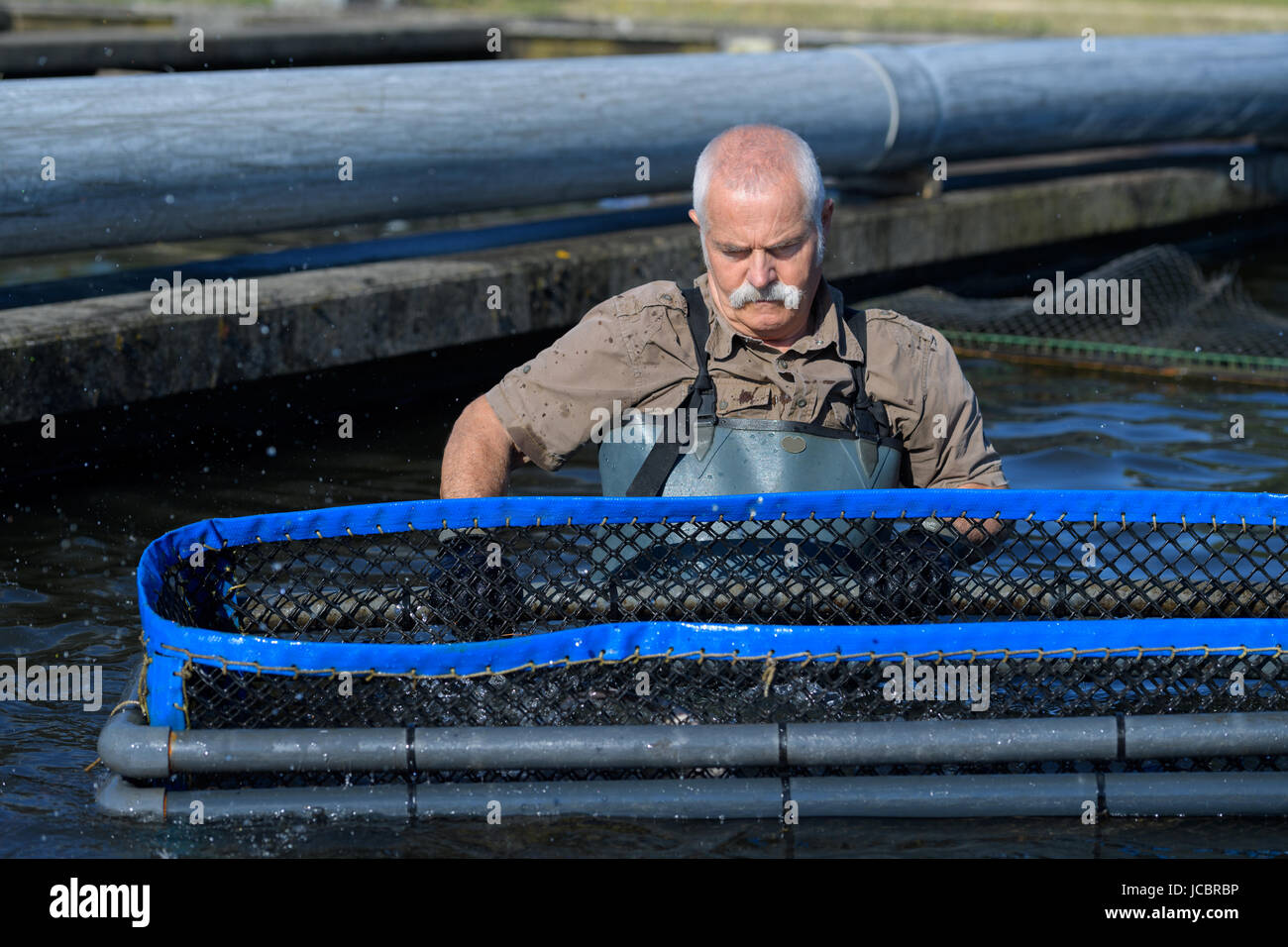 old man with a mustache cares his fish Stock Photo - Alamy