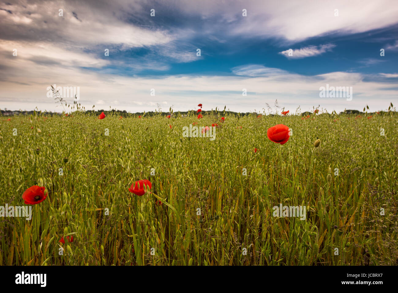 Poppy remembrance day hi-res stock photography and images - Alamy