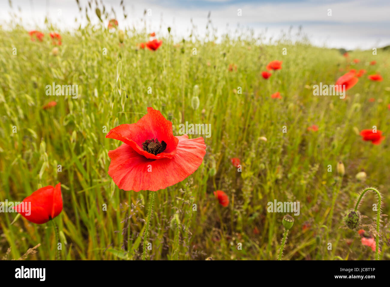 Wild poppy field Stock Photo - Alamy