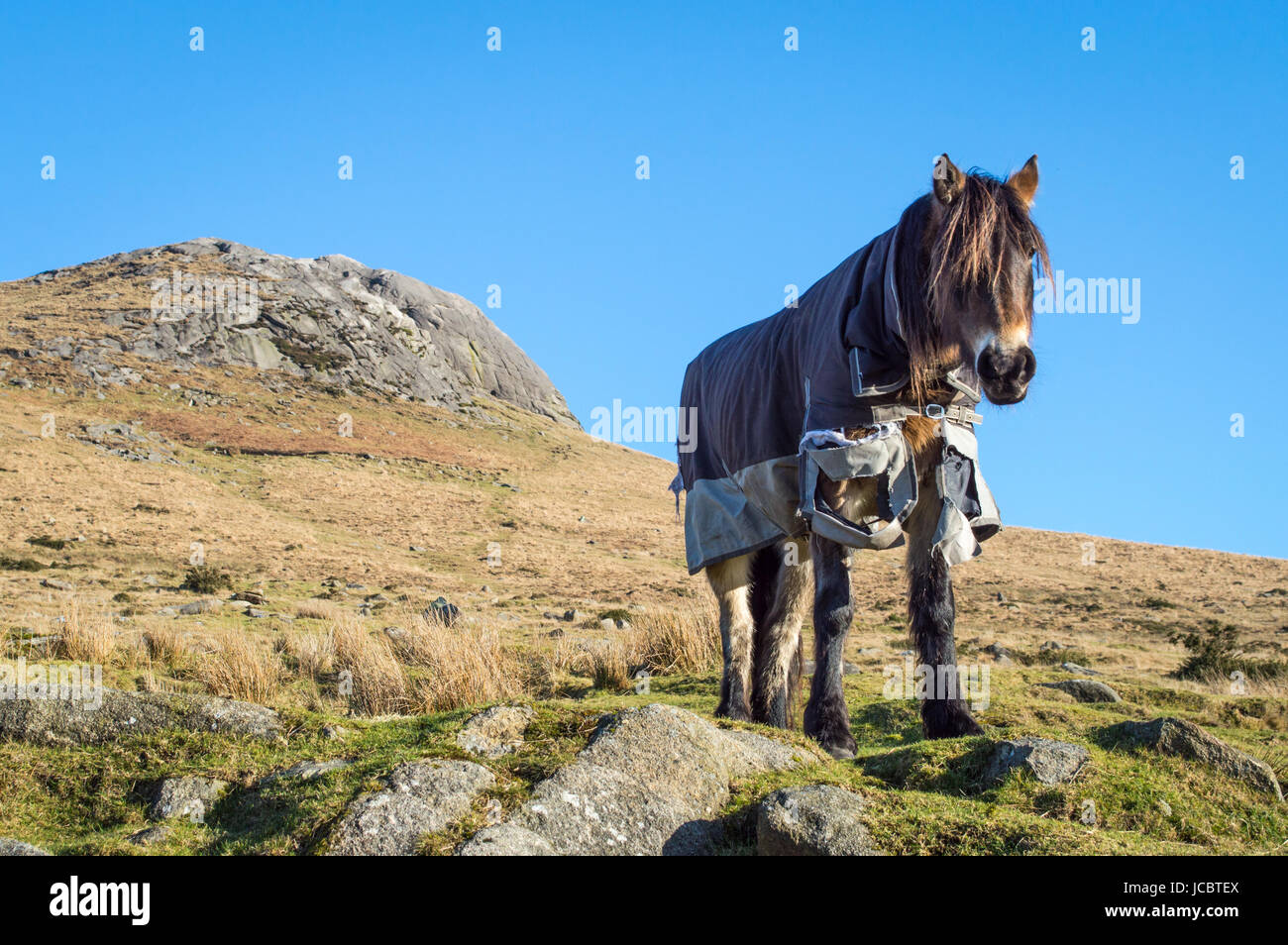 Pony in tattered coat on hillside Stock Photo - Alamy