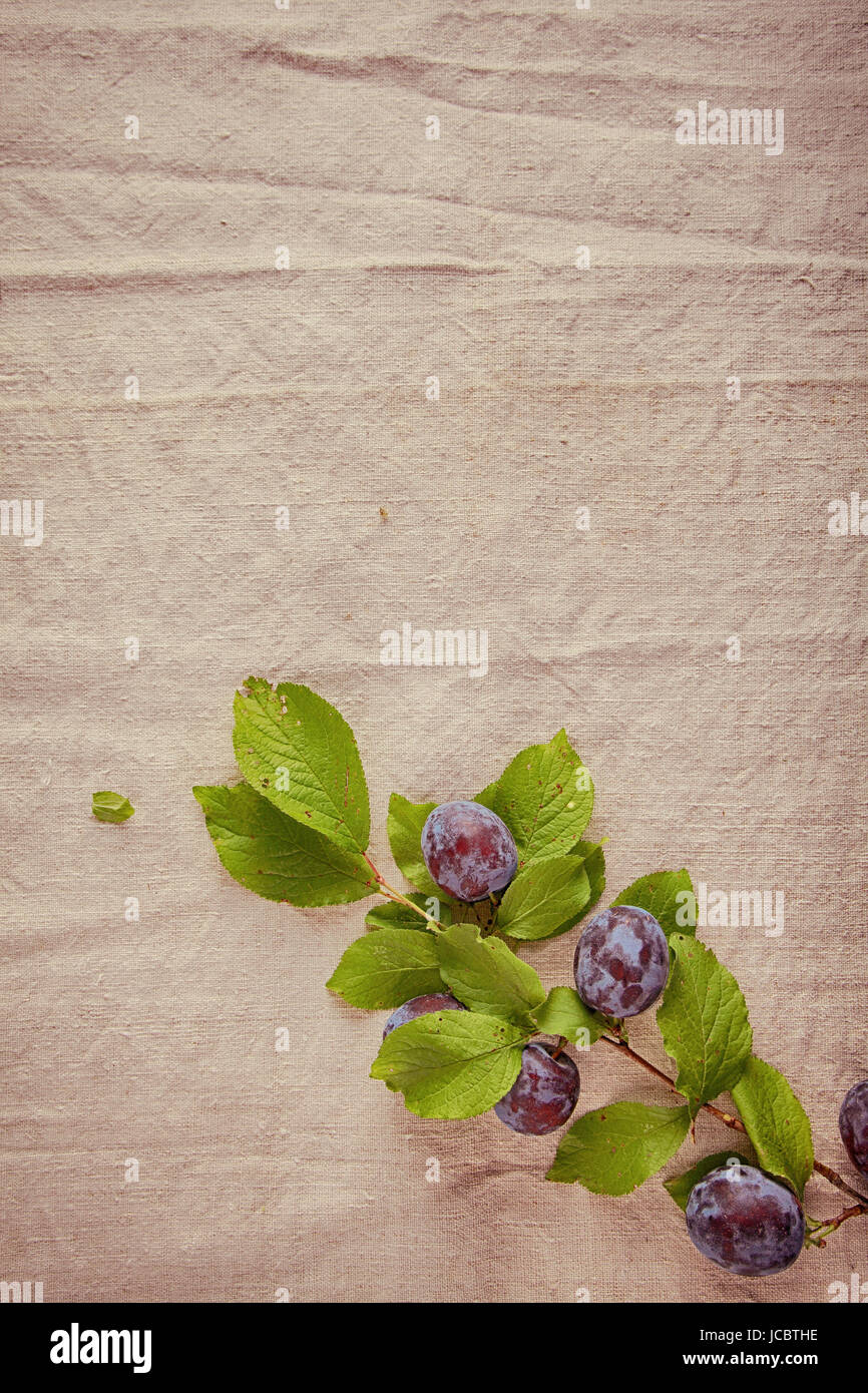 Fresh Sweet Blue Berry Branch Isolated Vintage Off White Cloth Stock ...
