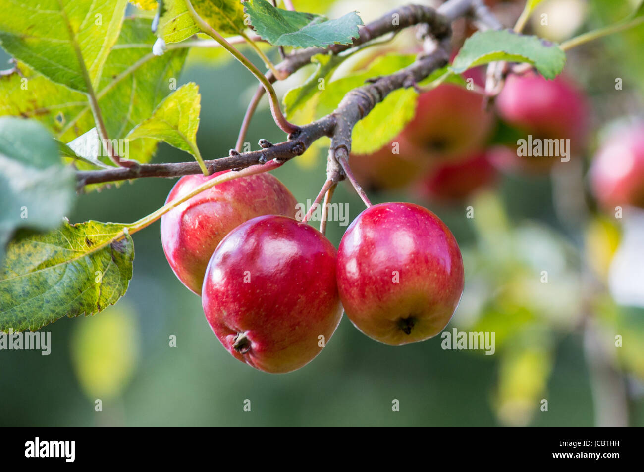 Ripe apples on a tree Stock Photo - Alamy