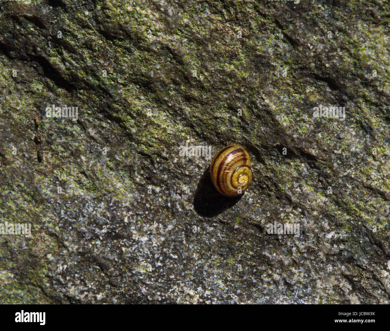 Big snail on ground hi-res stock photography and images - Alamy