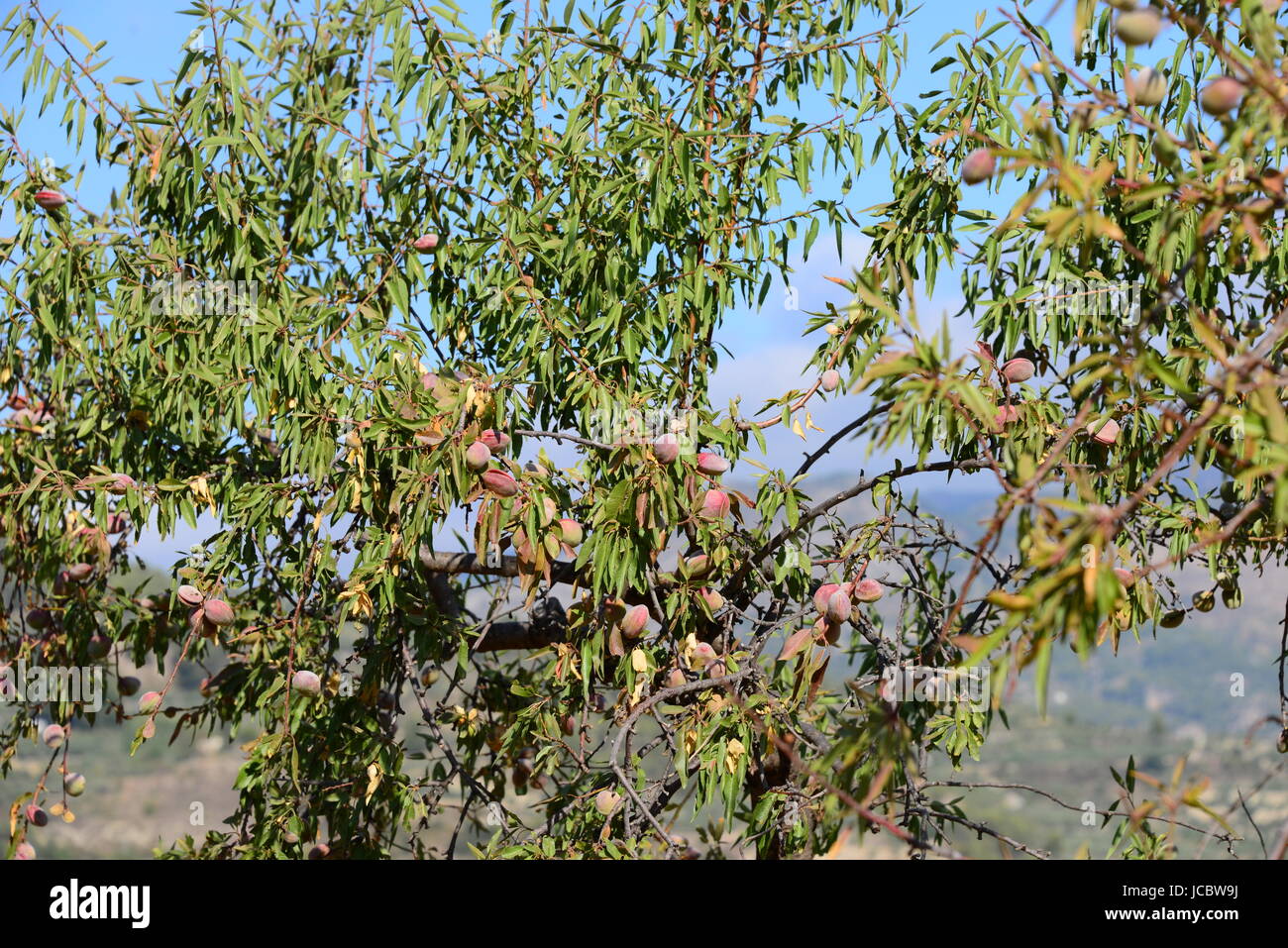 aluminum tree in spain Stock Photo - Alamy