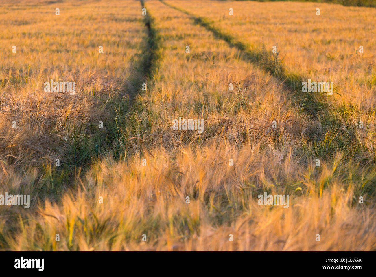 Wheat farm field and summer sunset time Stock Photo - Alamy