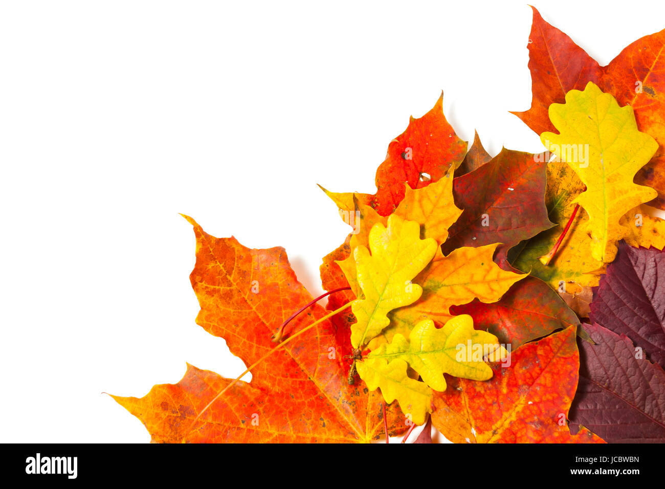 Beautiful autumn maple leaves with copy space for your text Stock Photo ...