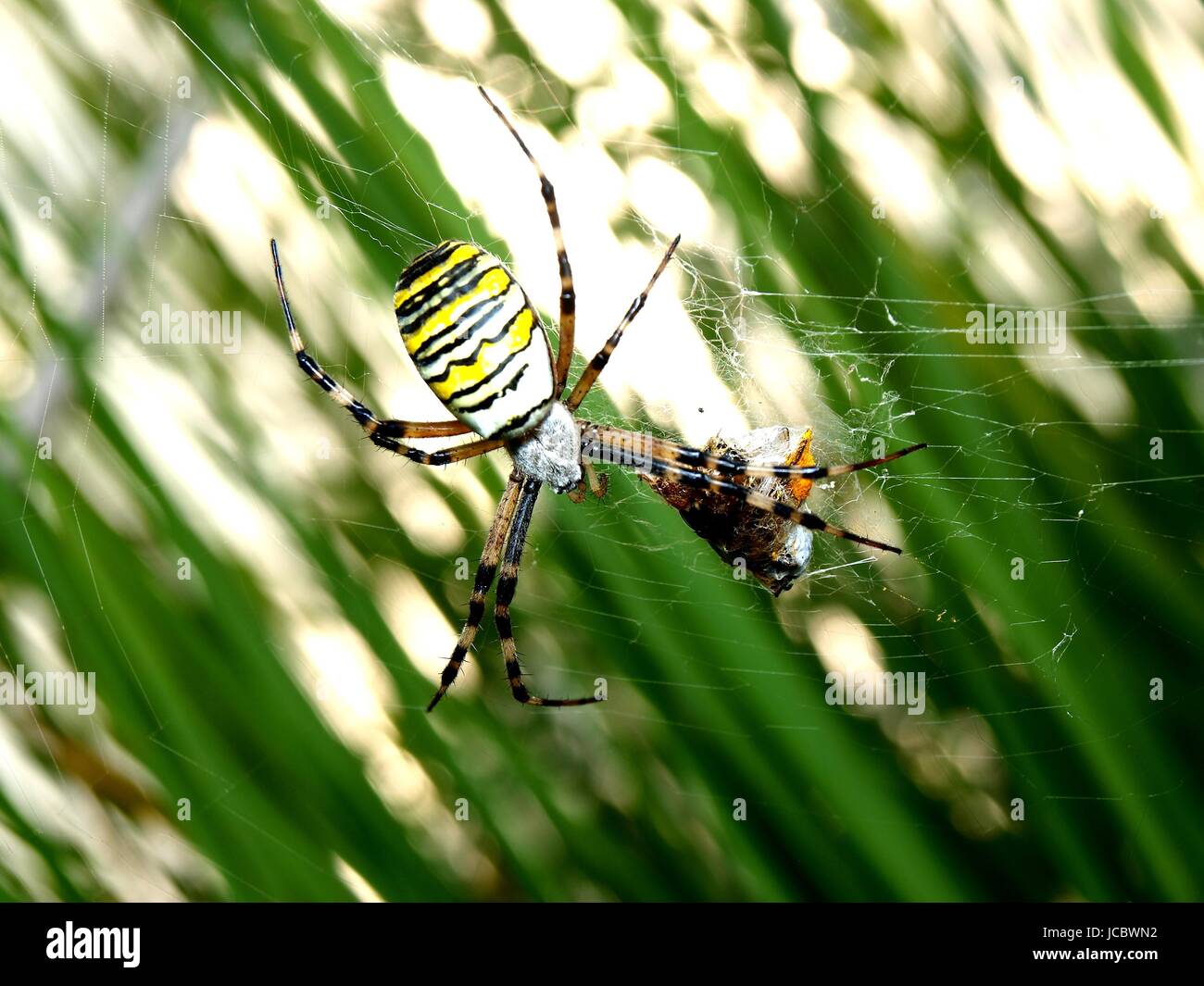 Tiger chase prey hi-res stock photography and images - Alamy