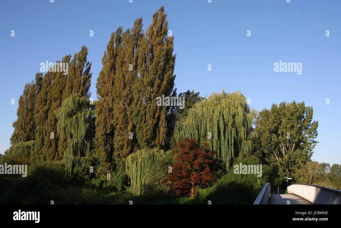 deciduous tree leash Stock Photo - Alamy