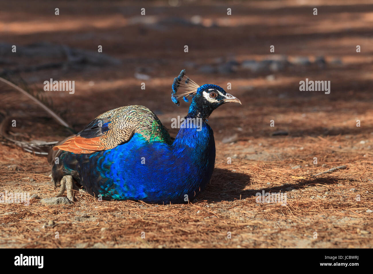 peacock sitting in Plaka forest on Kos island, Greece Stock Photo - Alamy