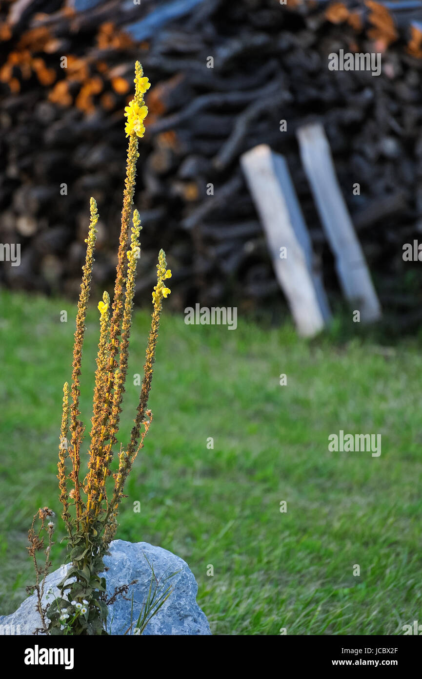 Mullein stalk plant hi-res stock photography and images - Alamy