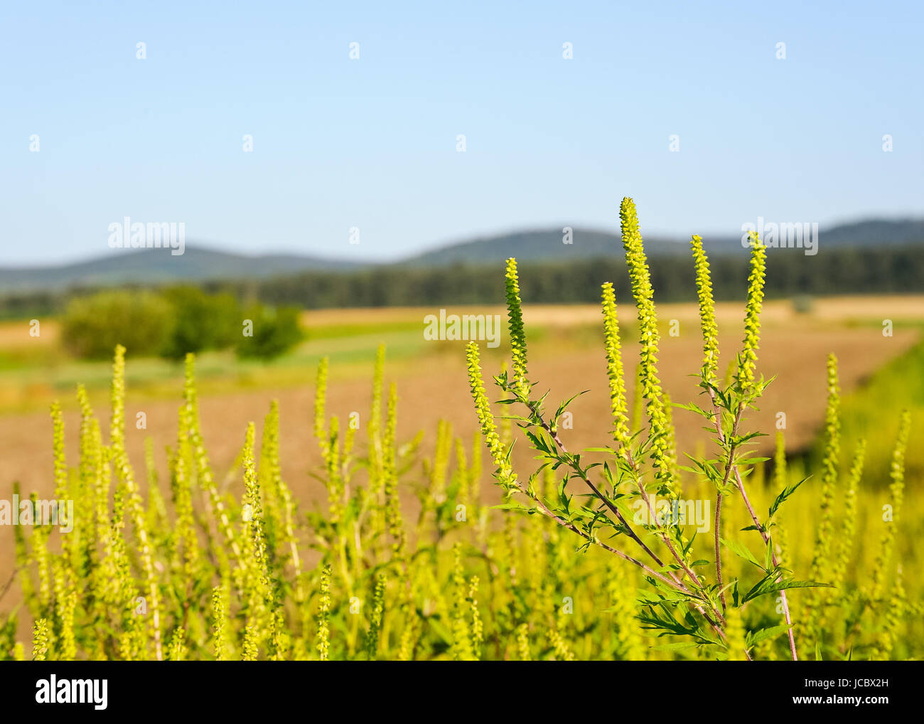ragweed allergy on the field Stock Photo - Alamy